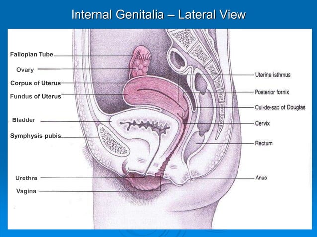Normal-Obstetrics.ppt