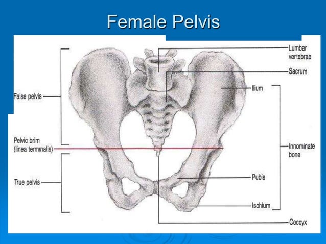 Normal-Obstetrics.ppt