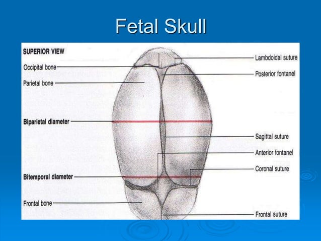 Normal-Obstetrics.ppt