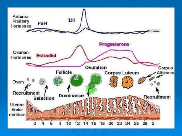 Normal-Obstetrics.ppt