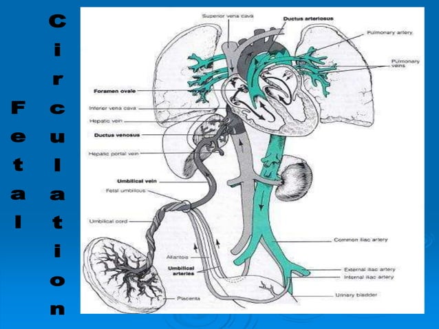 Normal-Obstetrics.ppt