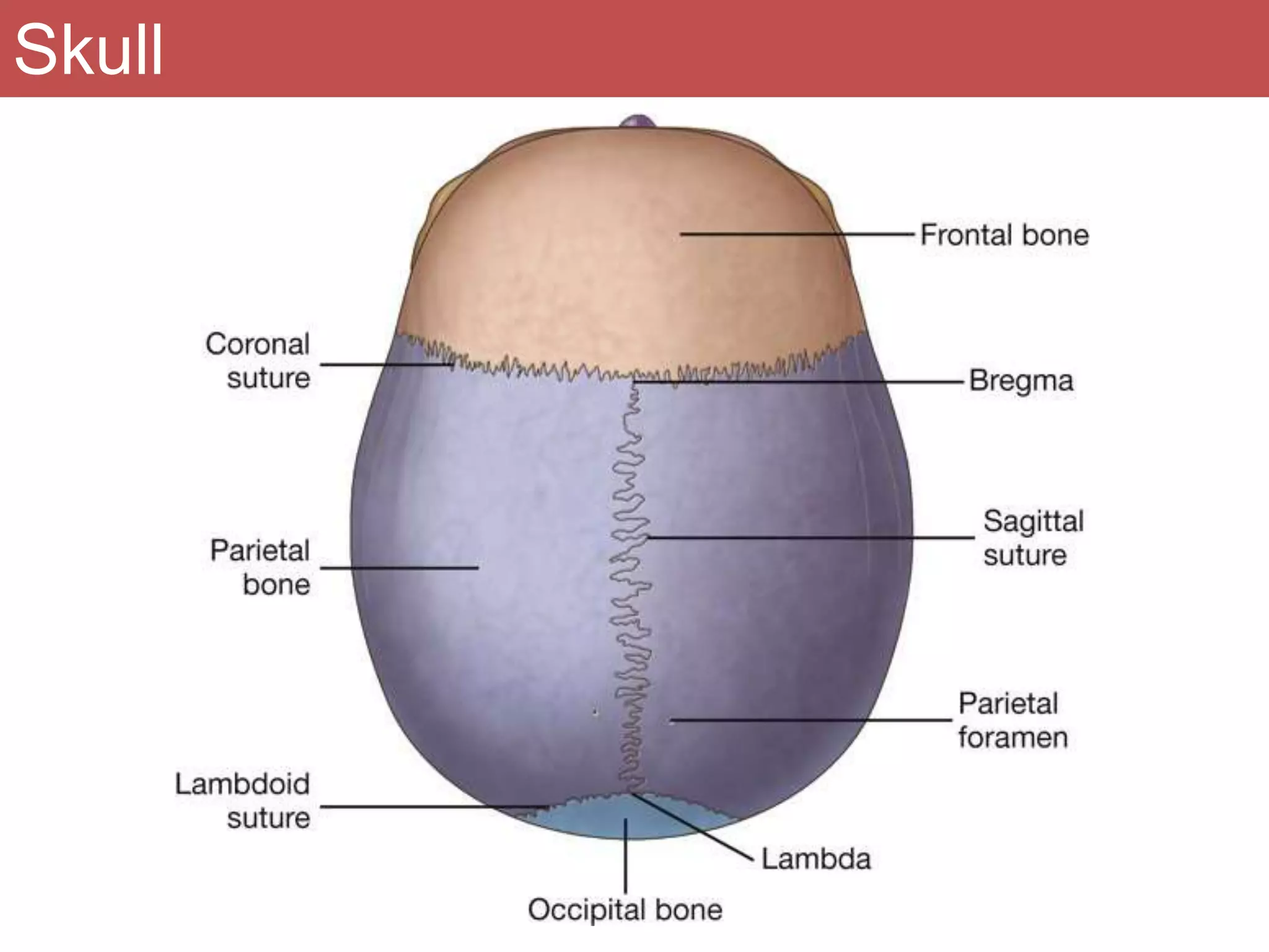 Normal & abnormal radiology of brain part i | PPTX