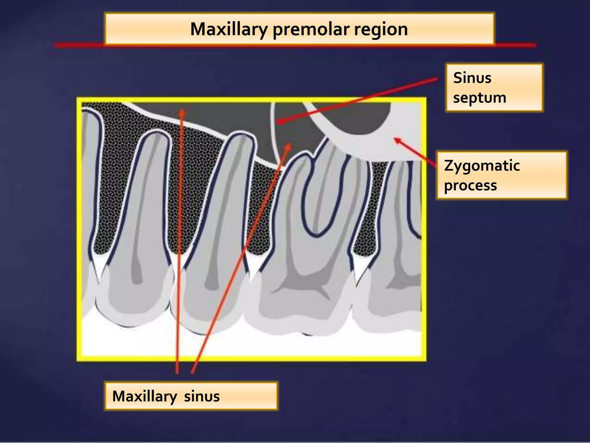 Normal Radiographic Anatomical Landmarks | PPTX