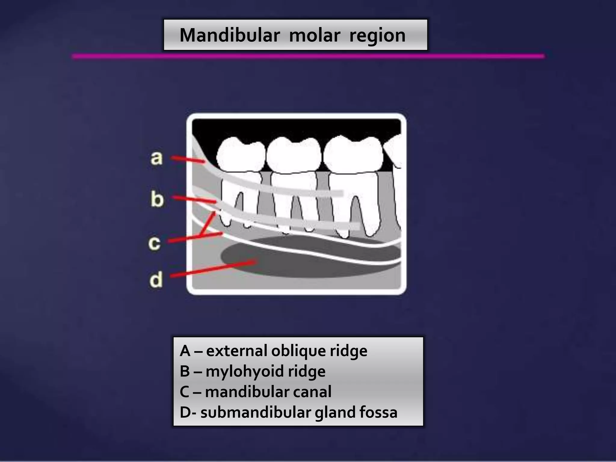 Normal Radiographic Anatomical Landmarks | PPTX