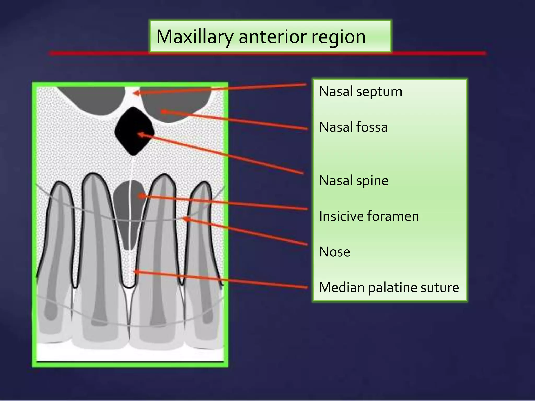 Normal Radiographic Anatomical Landmarks | PPTX