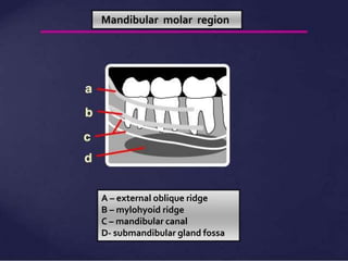 Normal Radiographic Anatomical Landmarks | PPTX