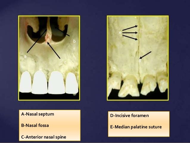 Normal Radiographic Anatomical Landmarks
