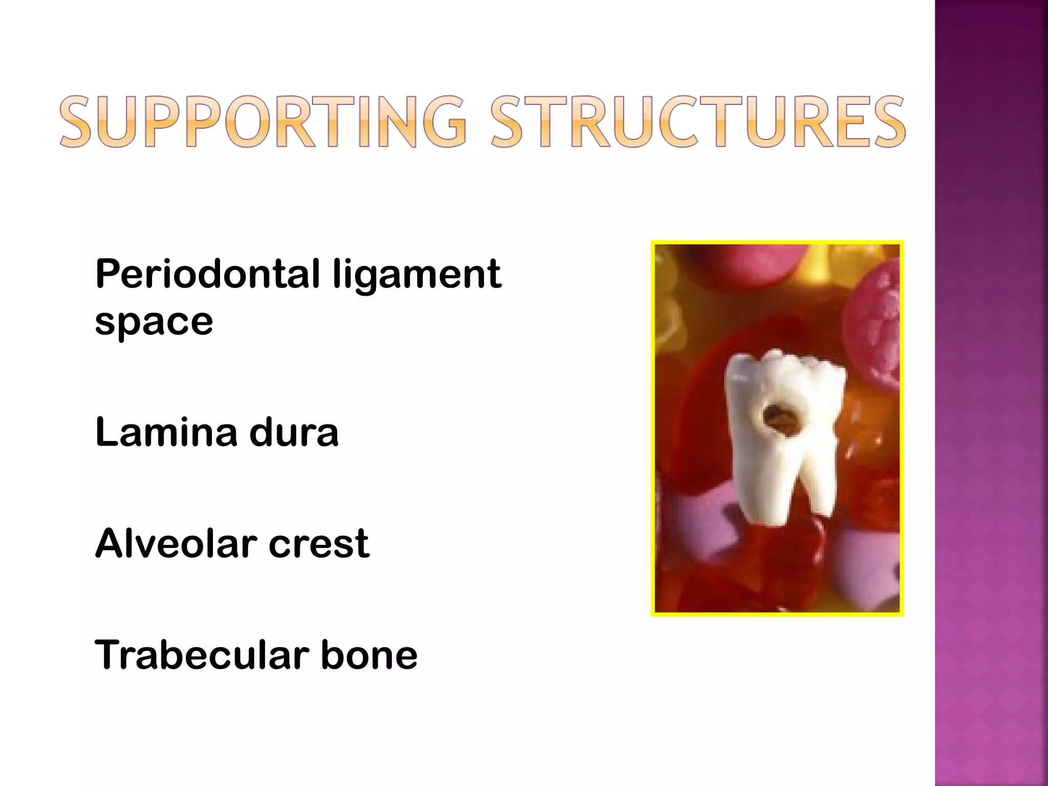 NORMAL ANATOMIC LANDMARKS ; PRICHARDS CRITERIA ; NORMAL INTERDENTAL ...