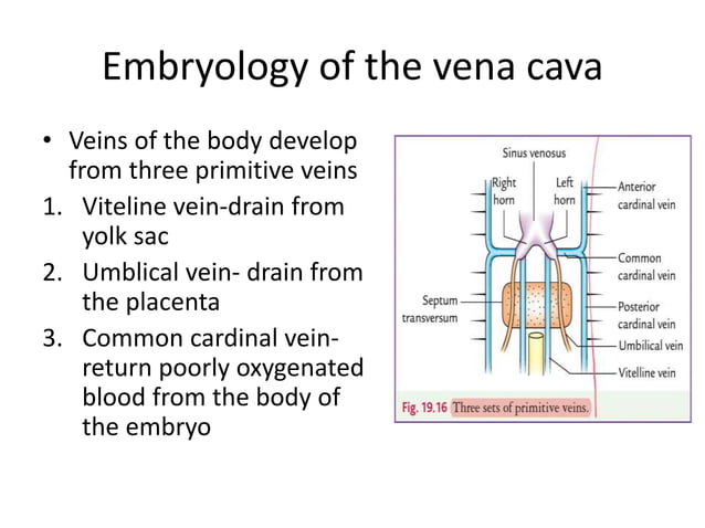 Normal anatomy and congenital anomalies of vena cavae | PPTX ...