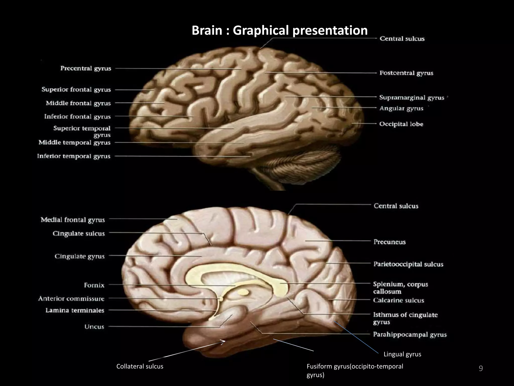 Normal anatomy of brain on CT and MRI | PPTX