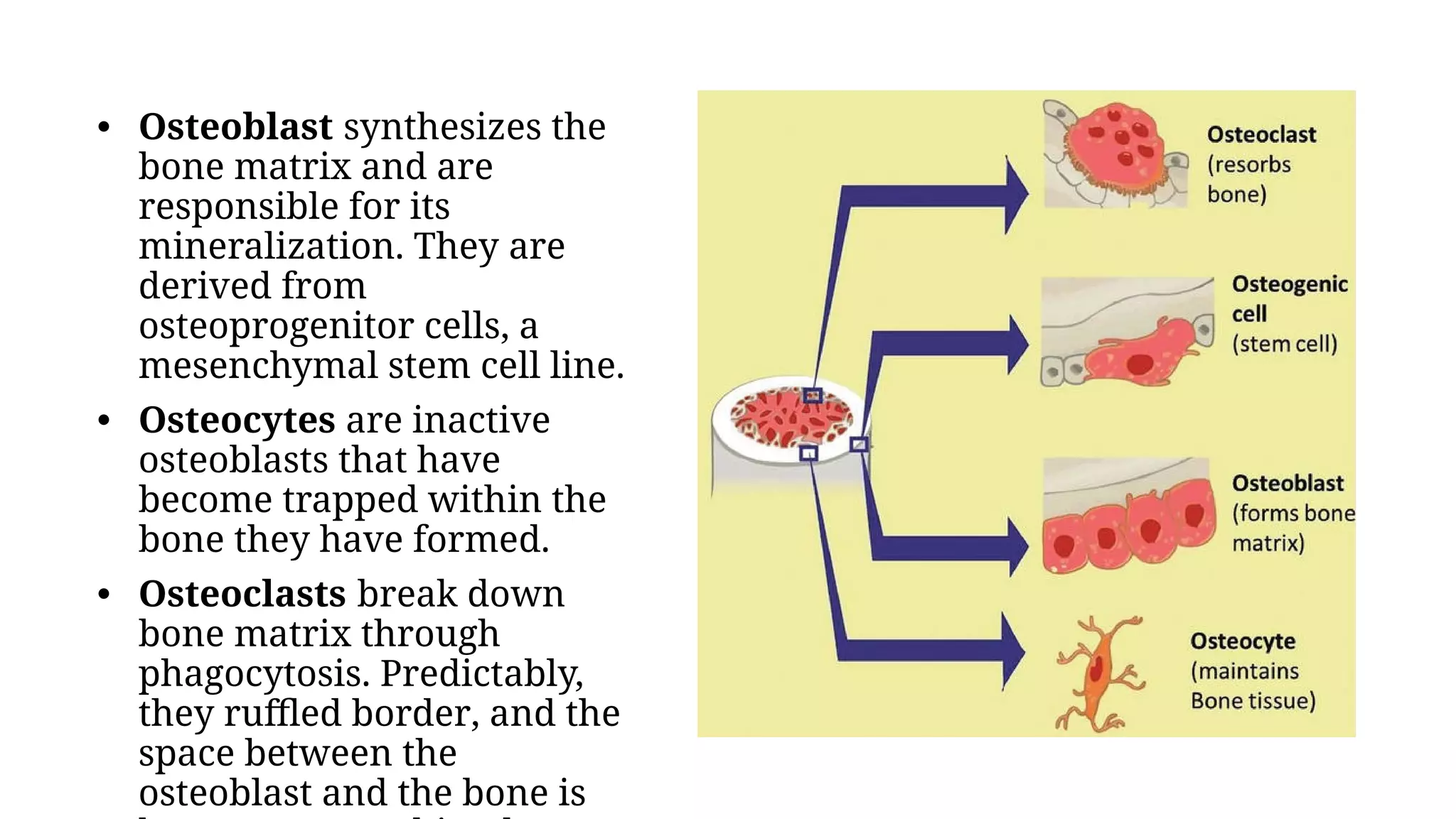 Normal anatomy of MSS part 1.pdf