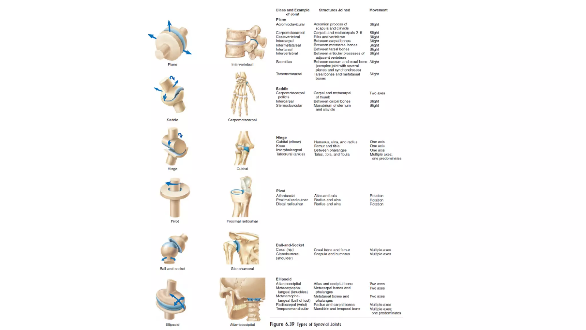 Normal anatomy of MSS part 1.pdf