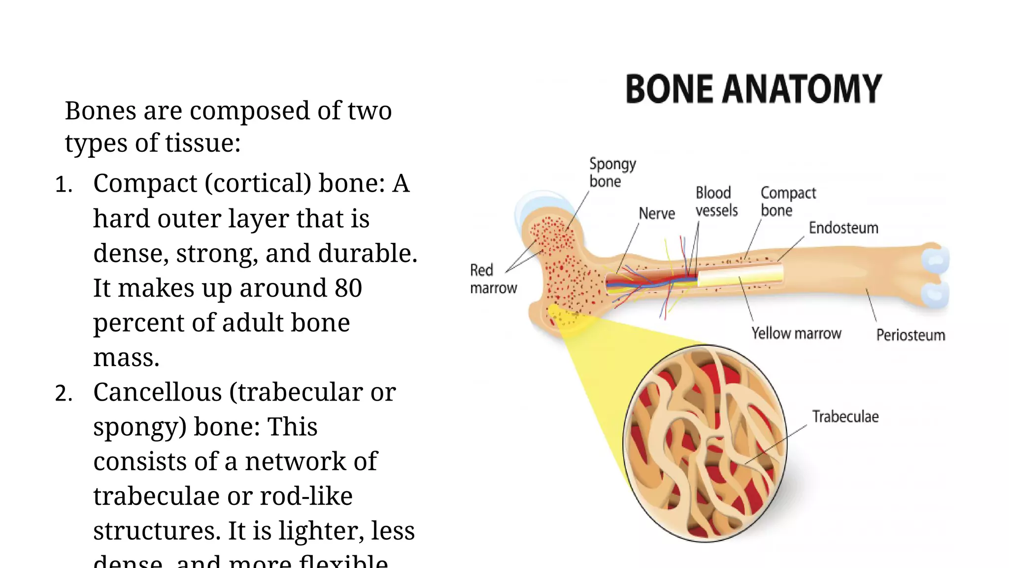 Normal anatomy of MSS part 1.pdf