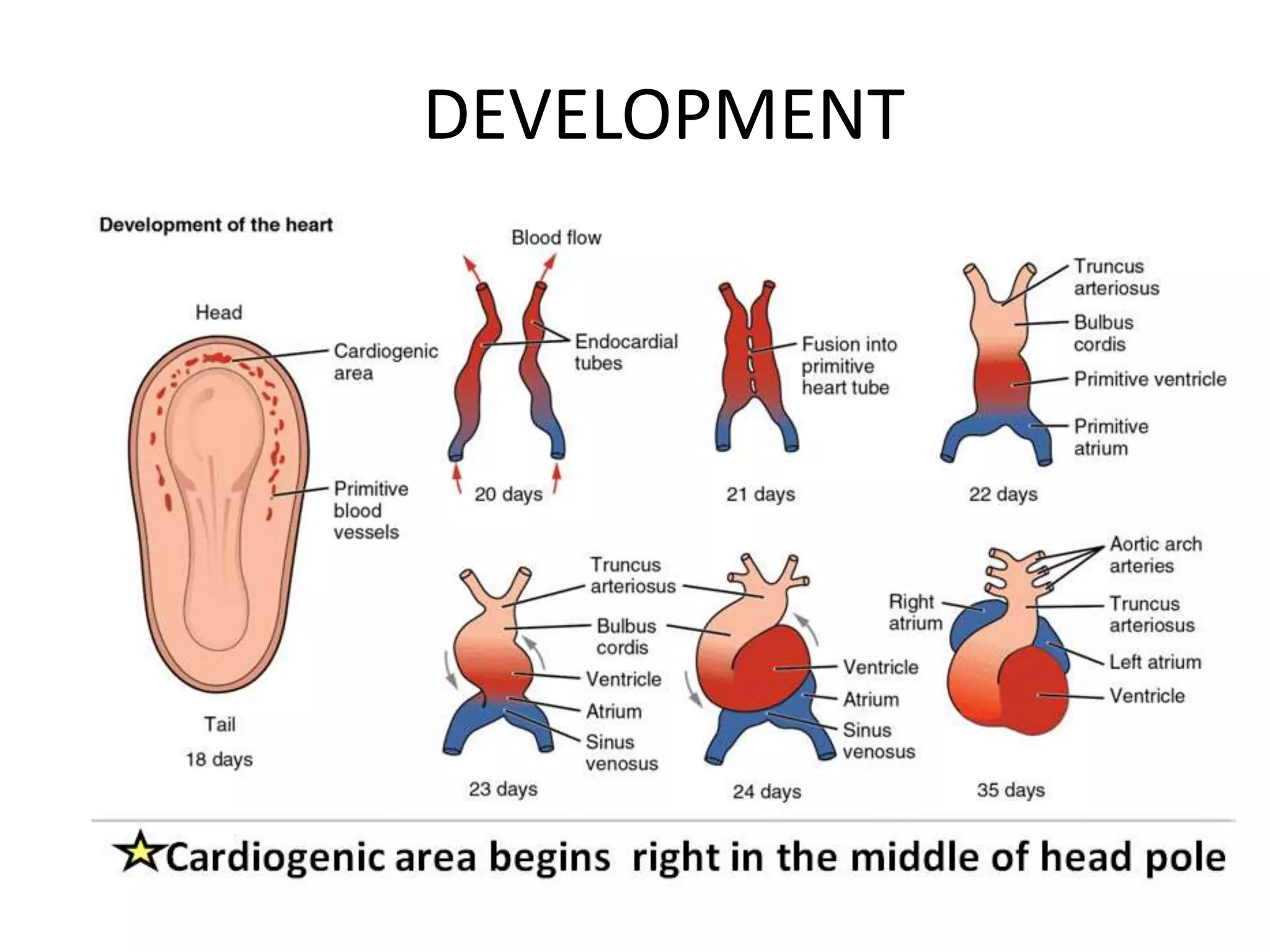 Normal anatomy of tricuspid valve | PPTX
