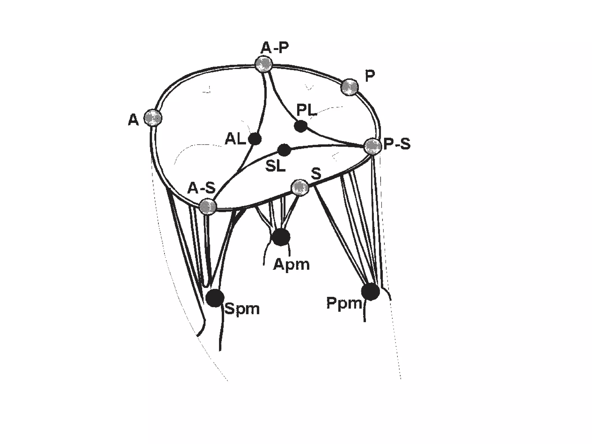 Normal anatomy of tricuspid valve | PPTX