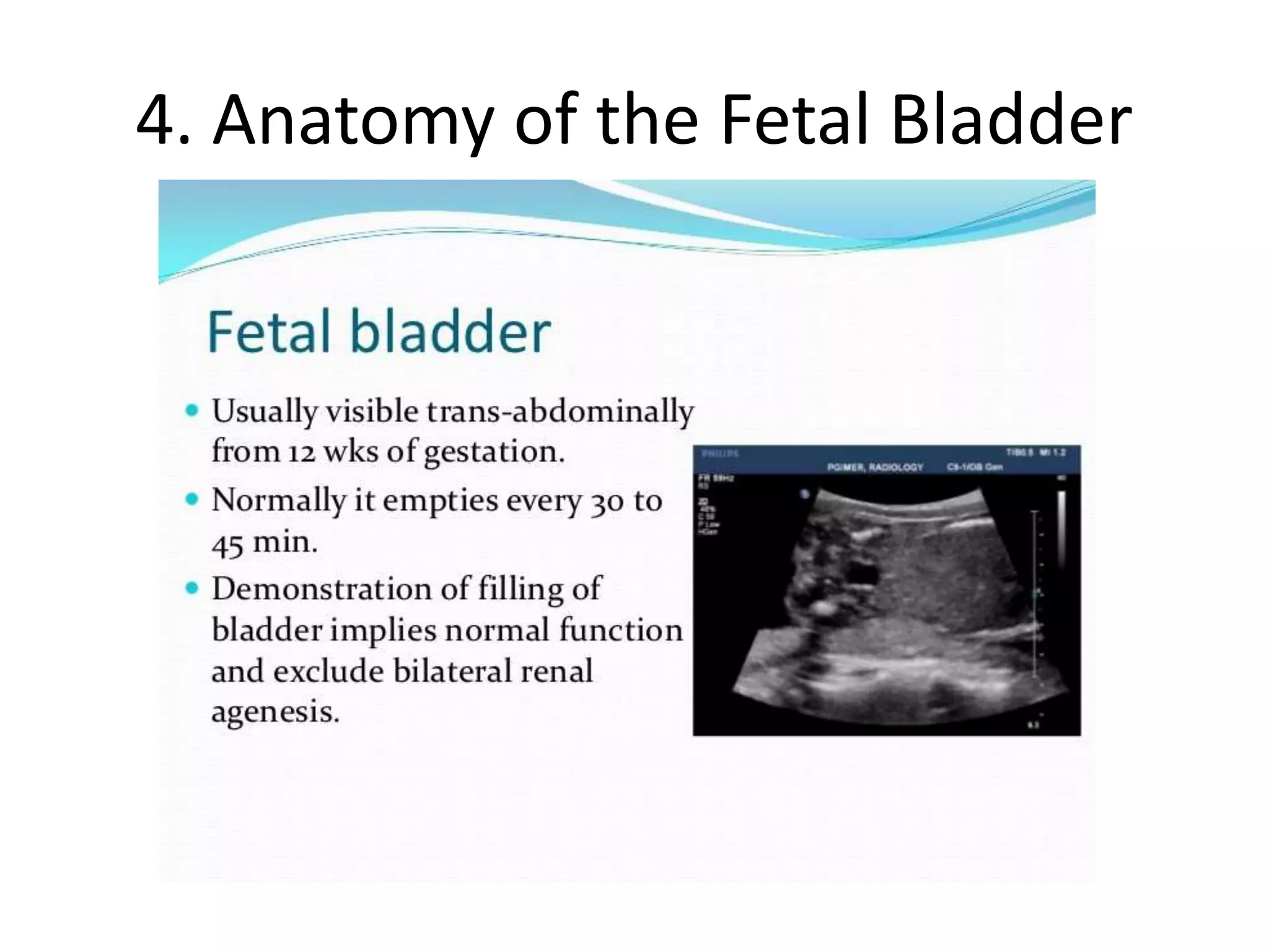 Normal and abnormal of Obstetric , Slidshare ppt.pptx