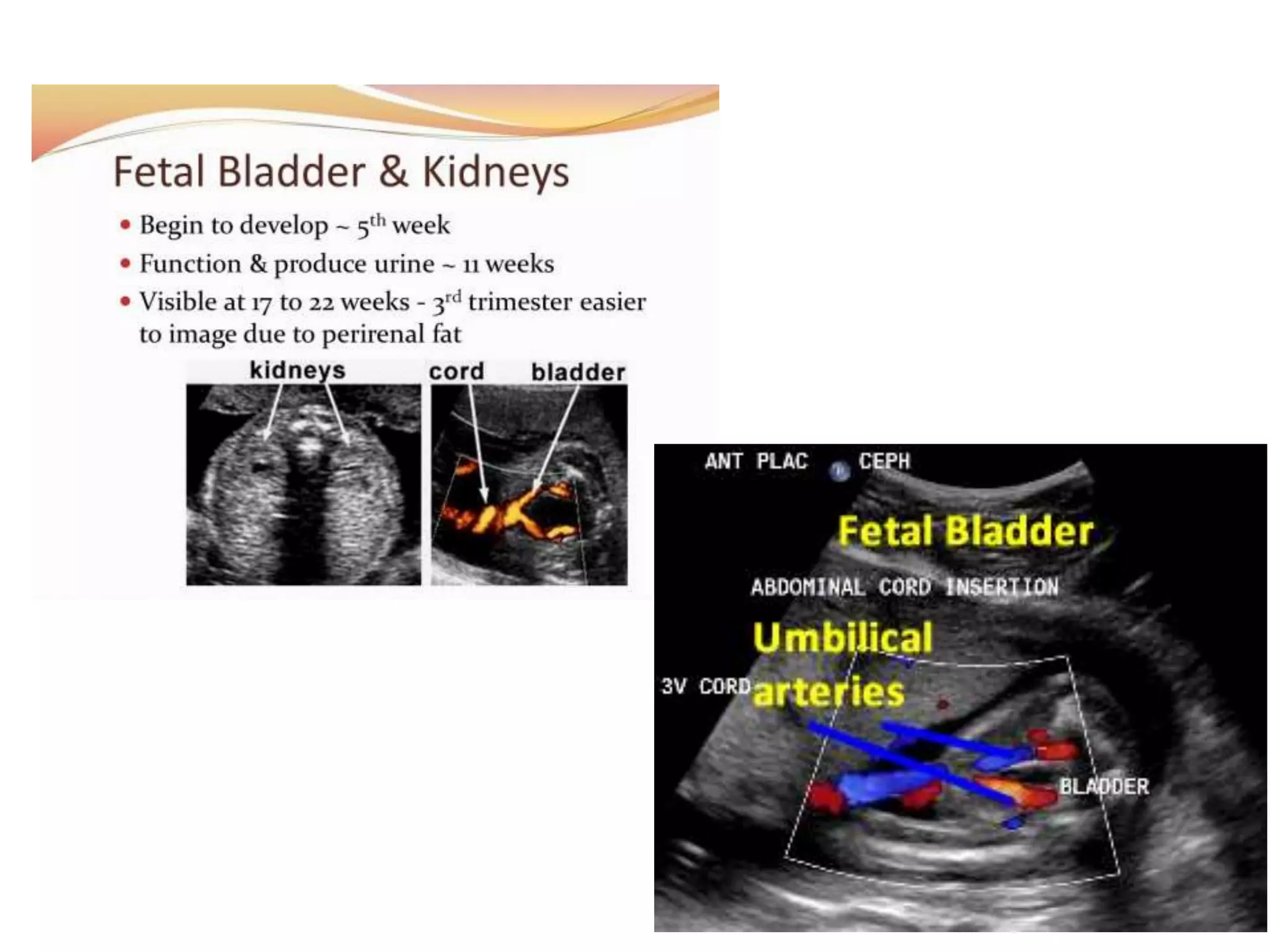 Normal and abnormal of Obstetric , Slidshare ppt.pptx