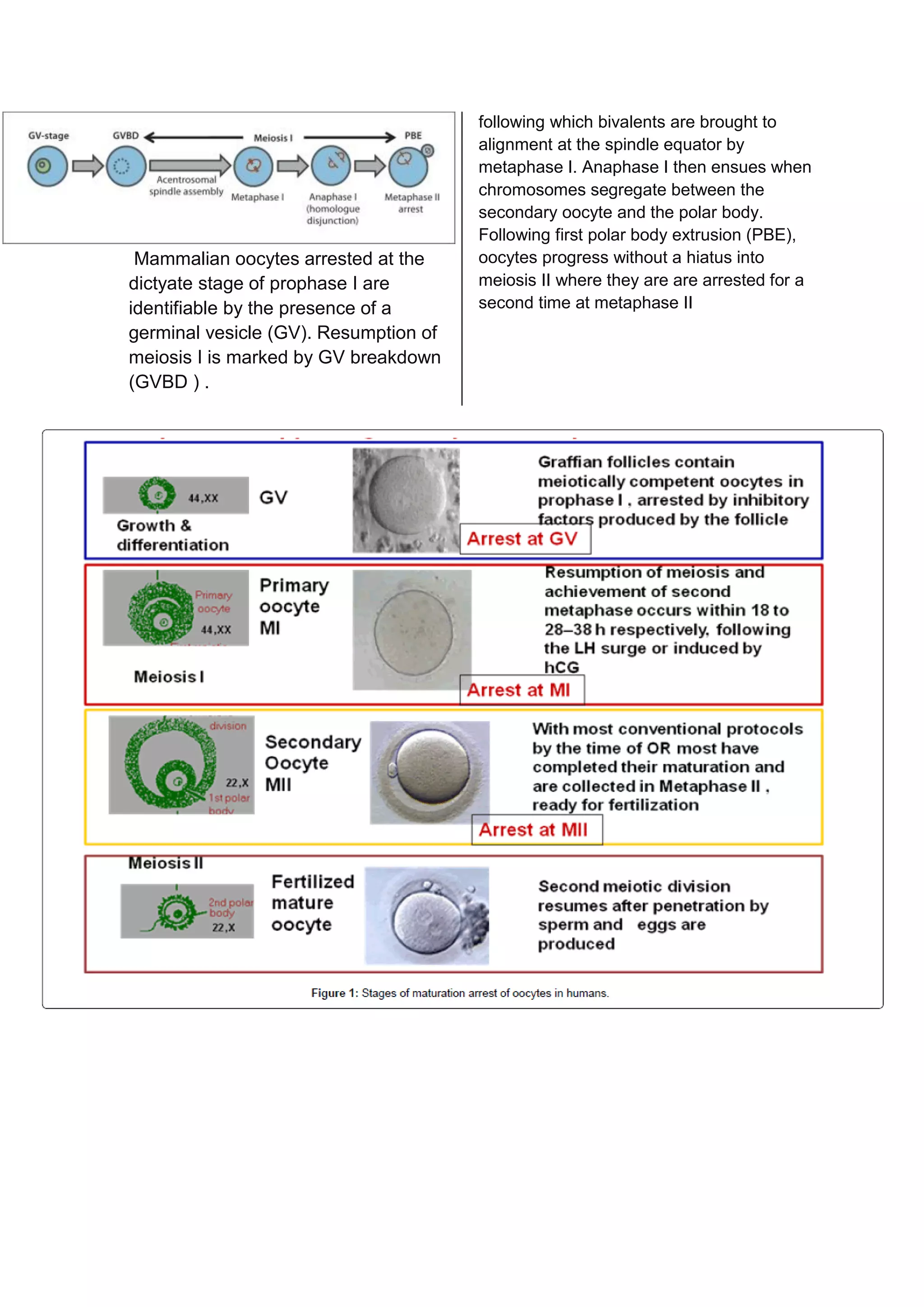 Normal and abnormal oocyte morphology | PDF