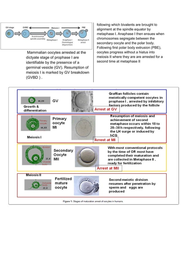 Normal and abnormal oocyte morphology | PDF