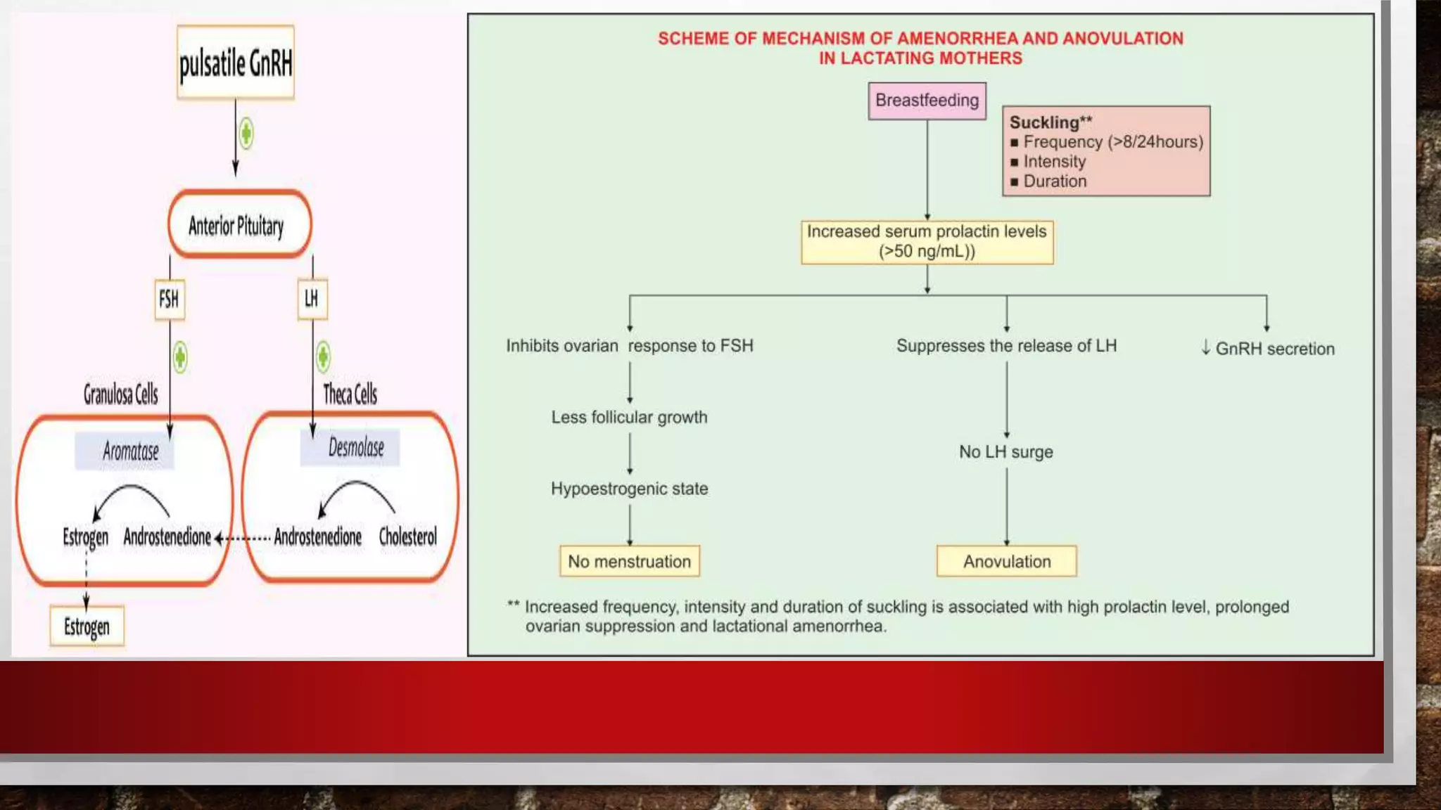 Normal and Abnormal Puerperium & Postnatal Physical Therapy Care | PPT