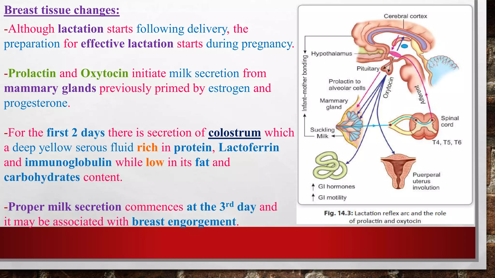 Normal and Abnormal Puerperium & Postnatal Physical Therapy Care | PPT