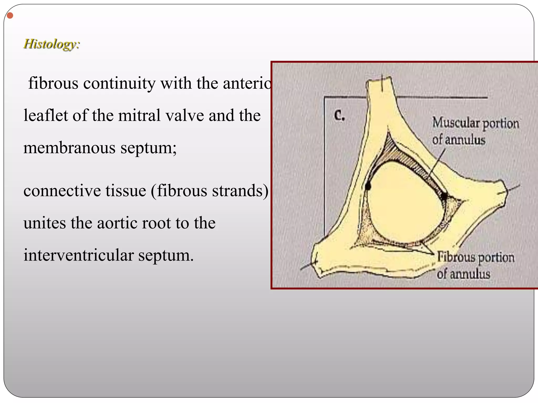 Normal aortic valve echocardiogram | PPTX