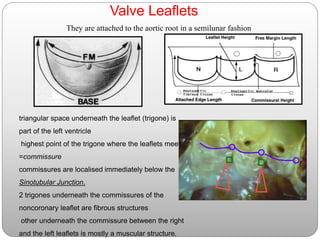 Normal aortic valve echocardiogram | PPT
