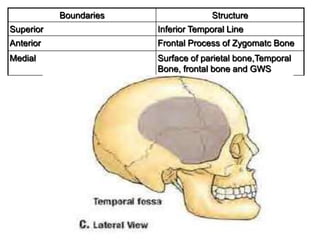 Inferior Temporal Line