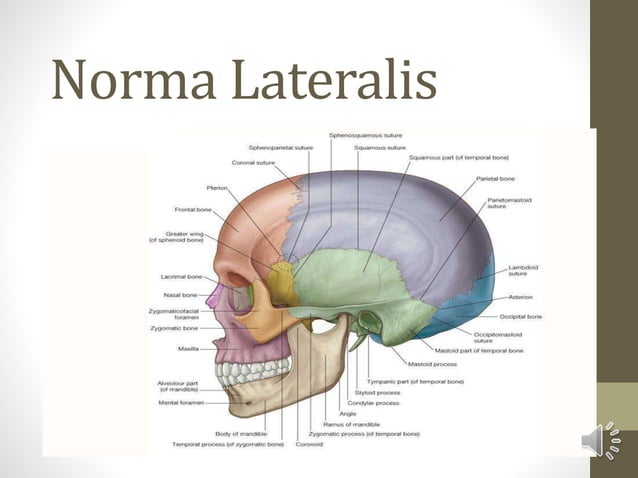Norma lateralis | PPTX