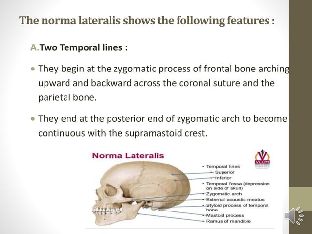 Norma lateralis | PPTX