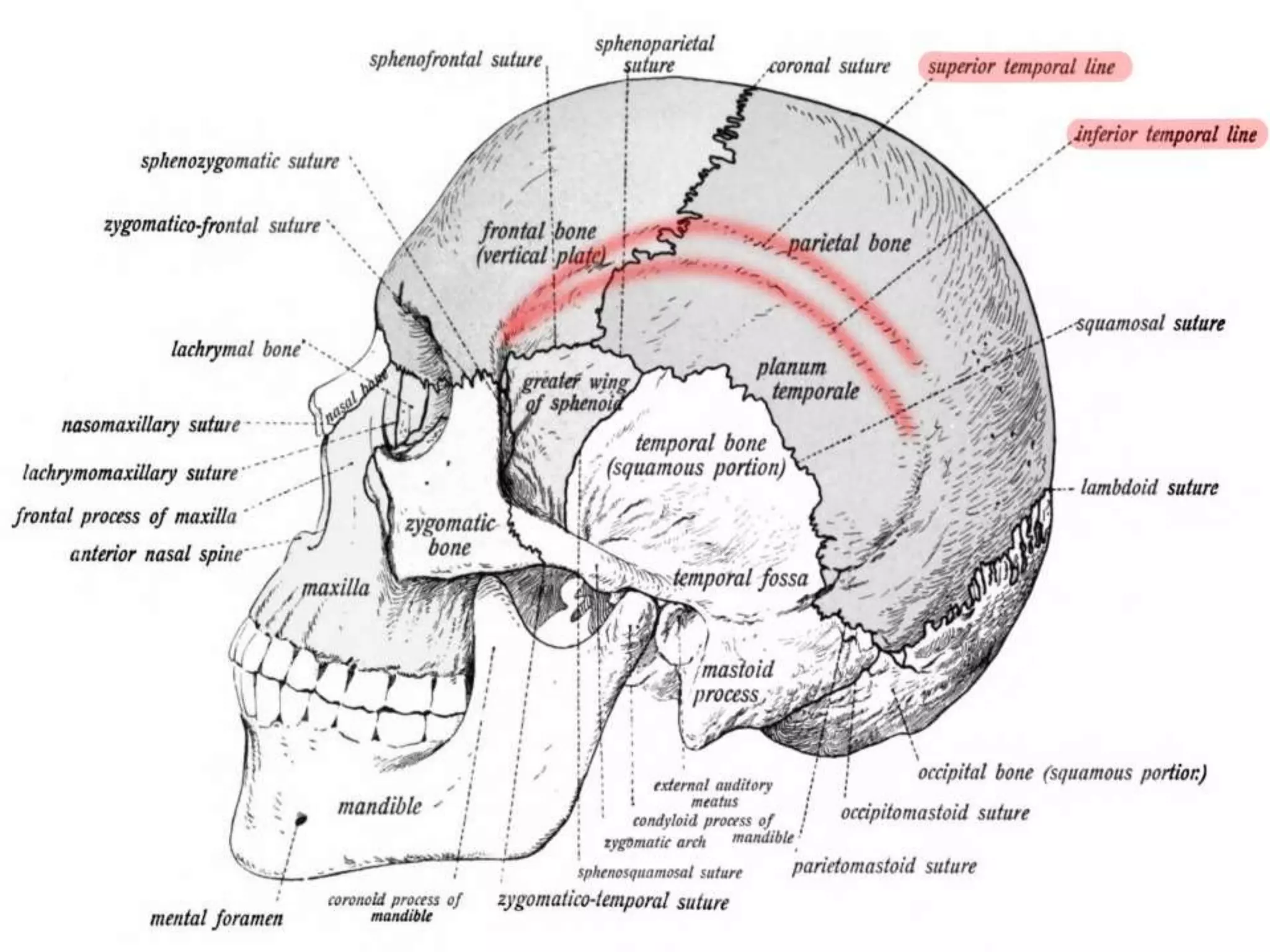 Norma lateralis & foetal skull2018 | PPTX