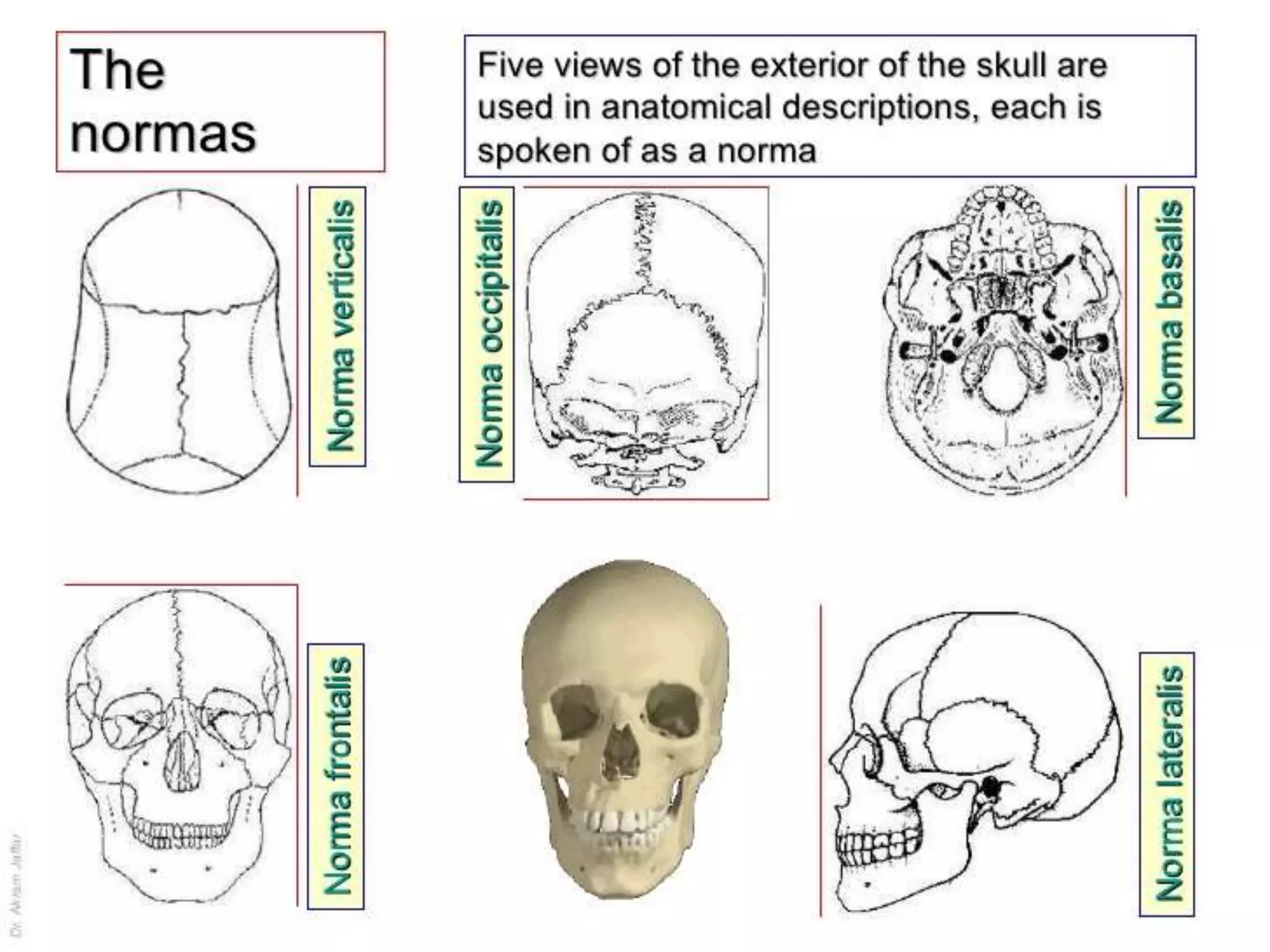 Norma lateralis & foetal skull2018 | PPTX