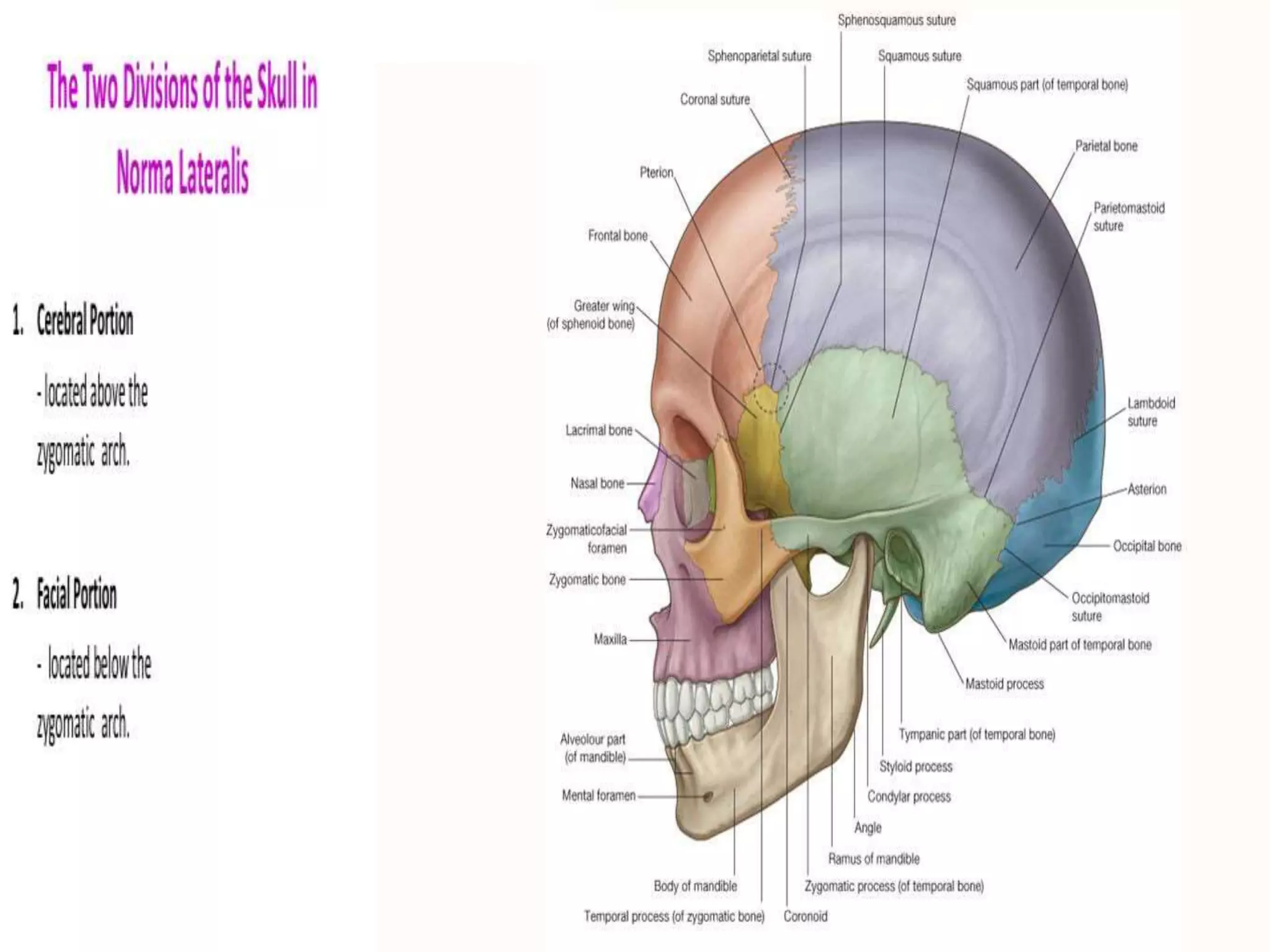 Norma lateralis & foetal skull2018 | PPTX
