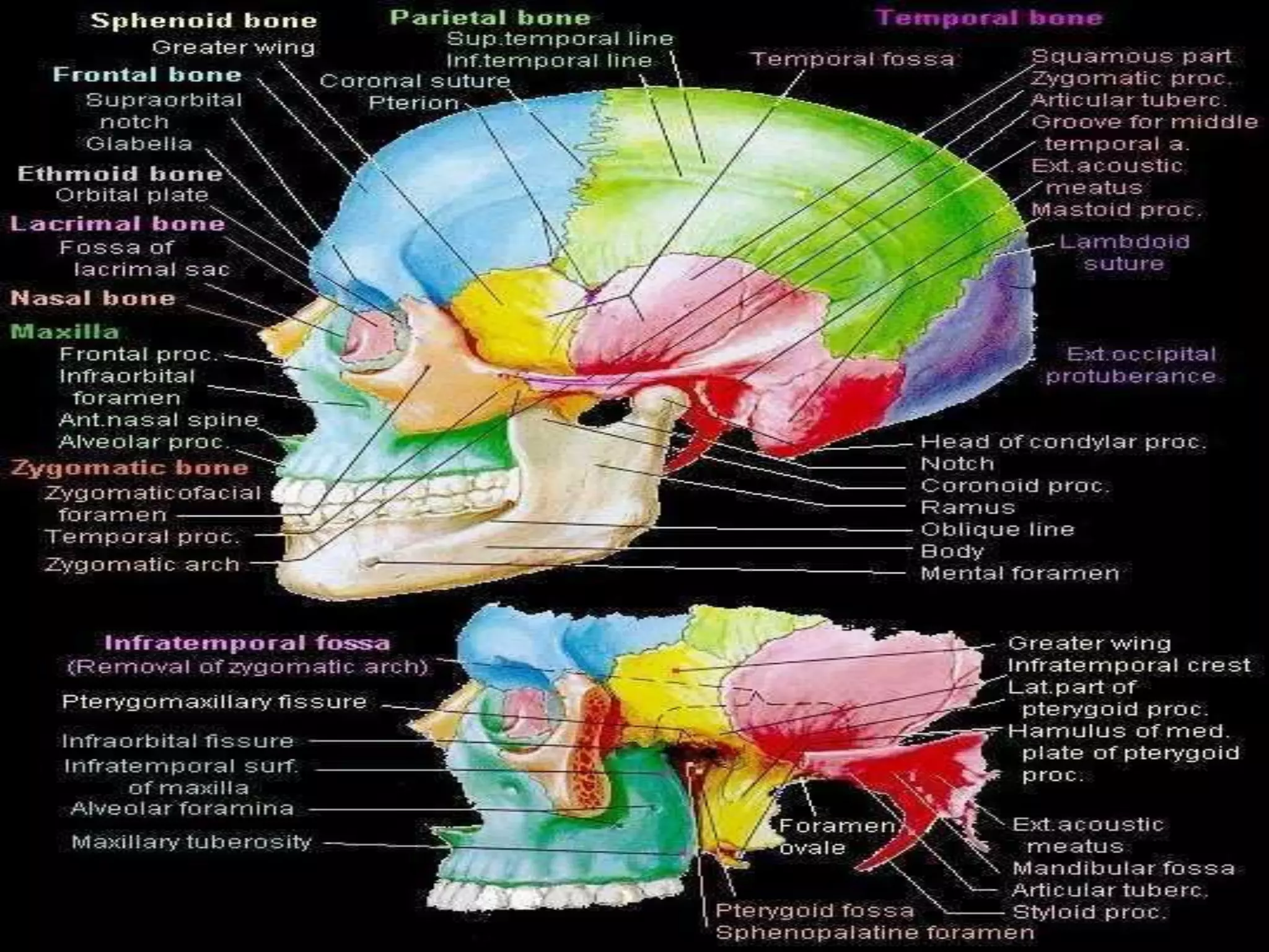 Norma lateralis & foetal skull2018 | PPTX