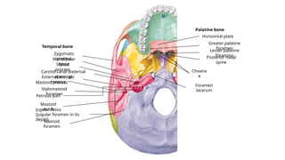Normal basalis exerna.pptxdhdhsjjsjjsjdhe | PPT