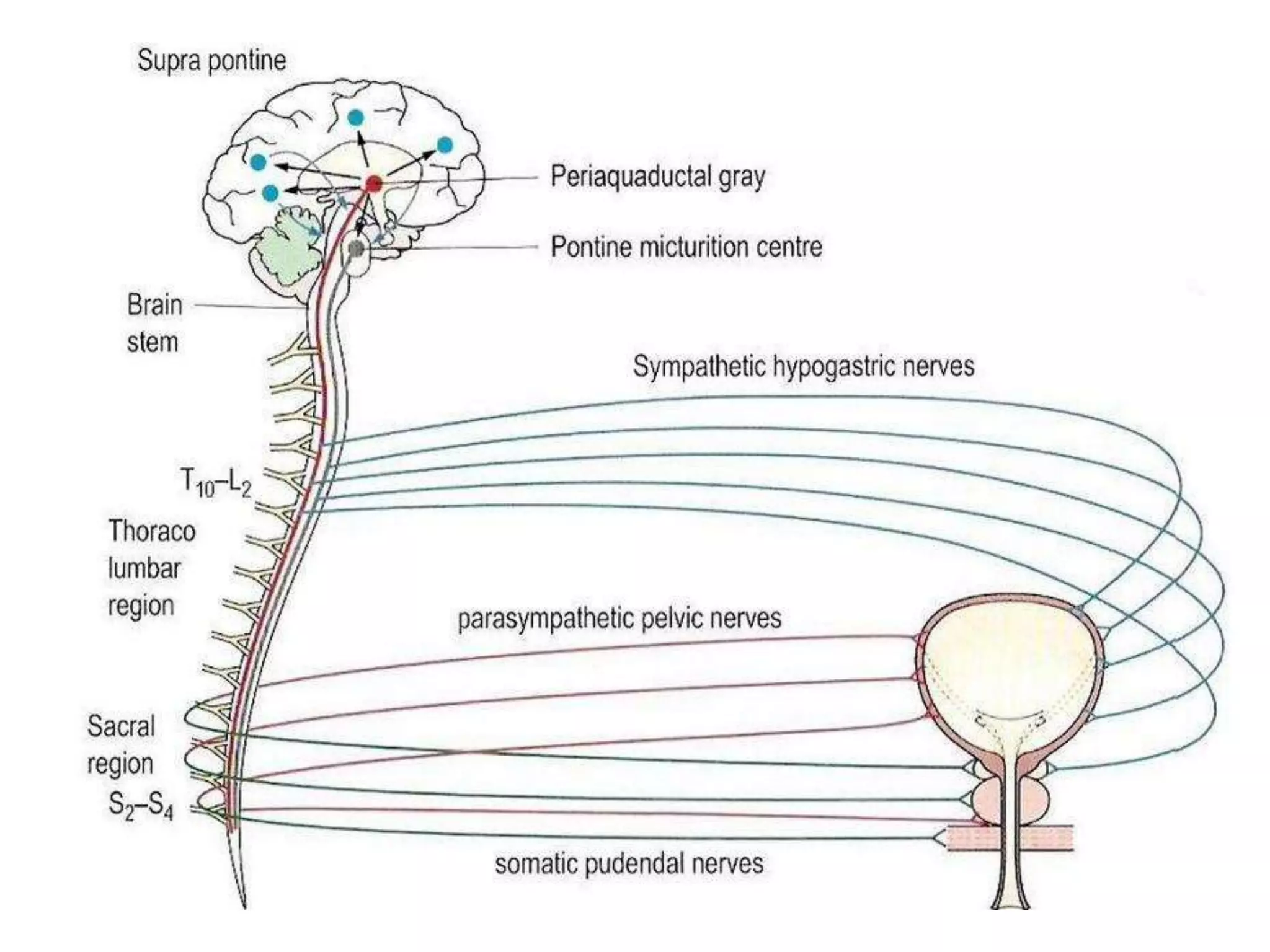 Normal bladder function | PPTX