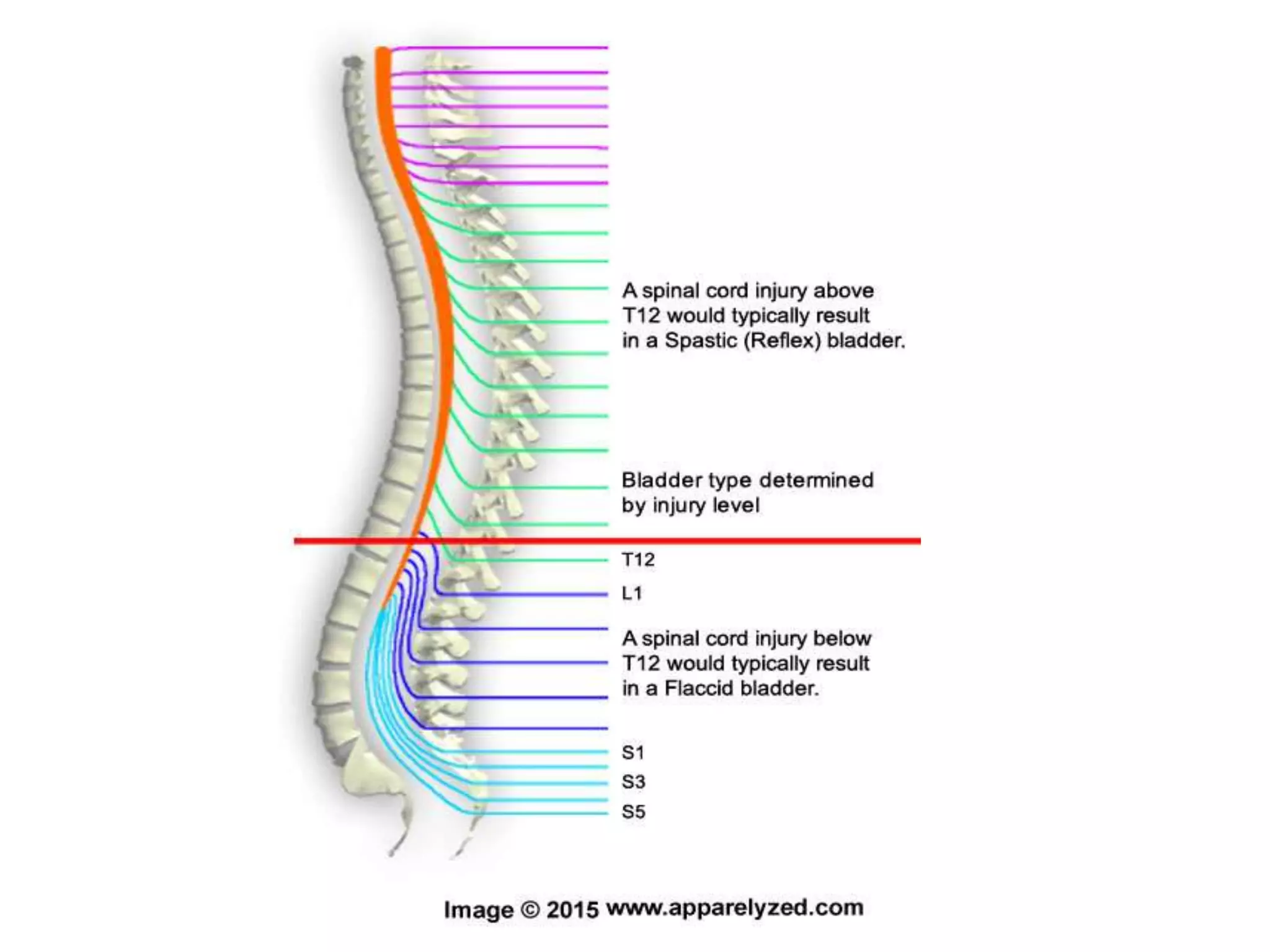Normal bladder function | PPTX