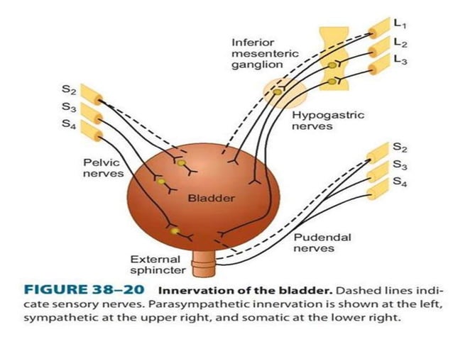 Normal bladder function | PPTX