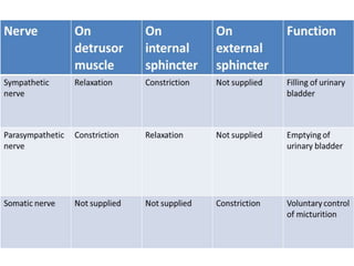 Normal bladder function | PPTX