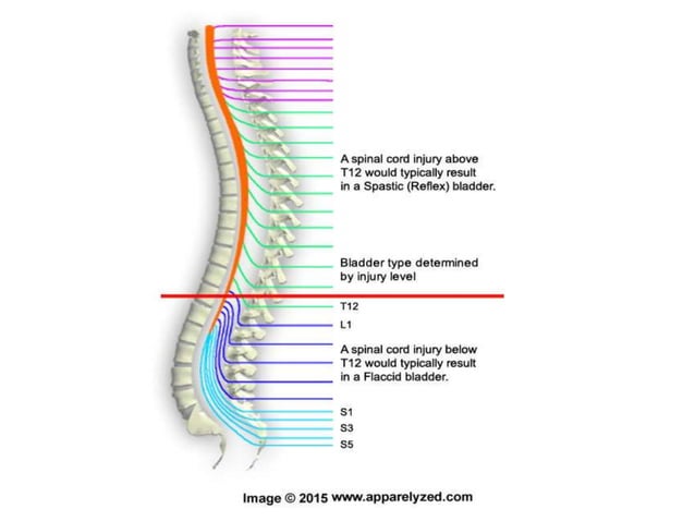 Normal bladder function | PPTX