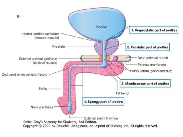 Normal bladder function