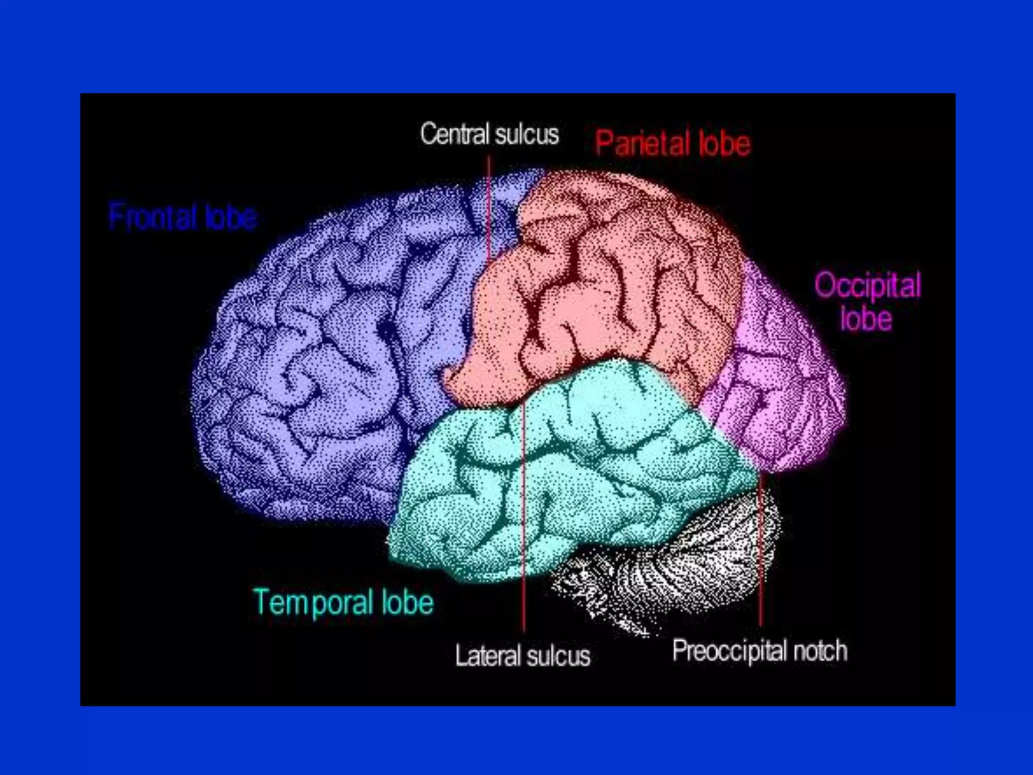 NORMAL BRAIN ANATOMY 2.ppt