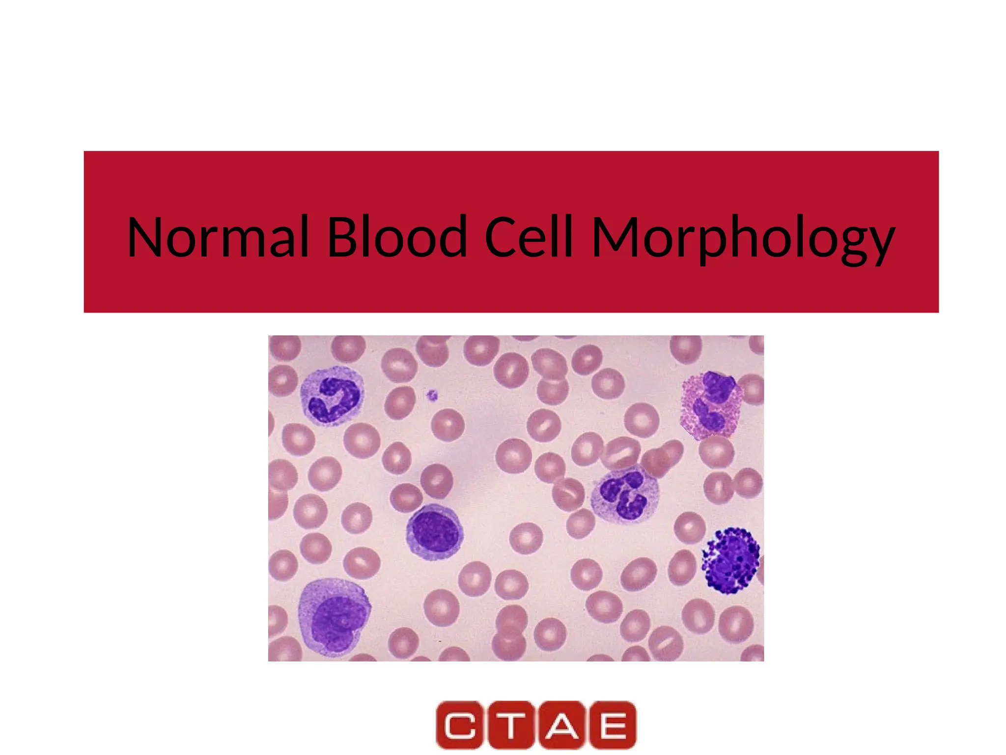 Normal human Blood Cell Morphology.ppt