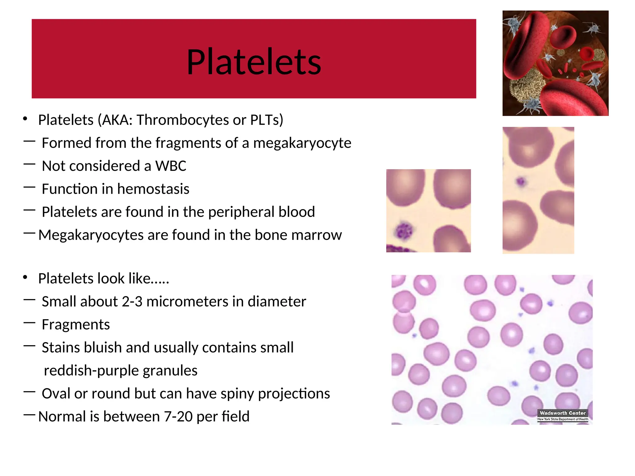 Normal human Blood Cell Morphology.ppt