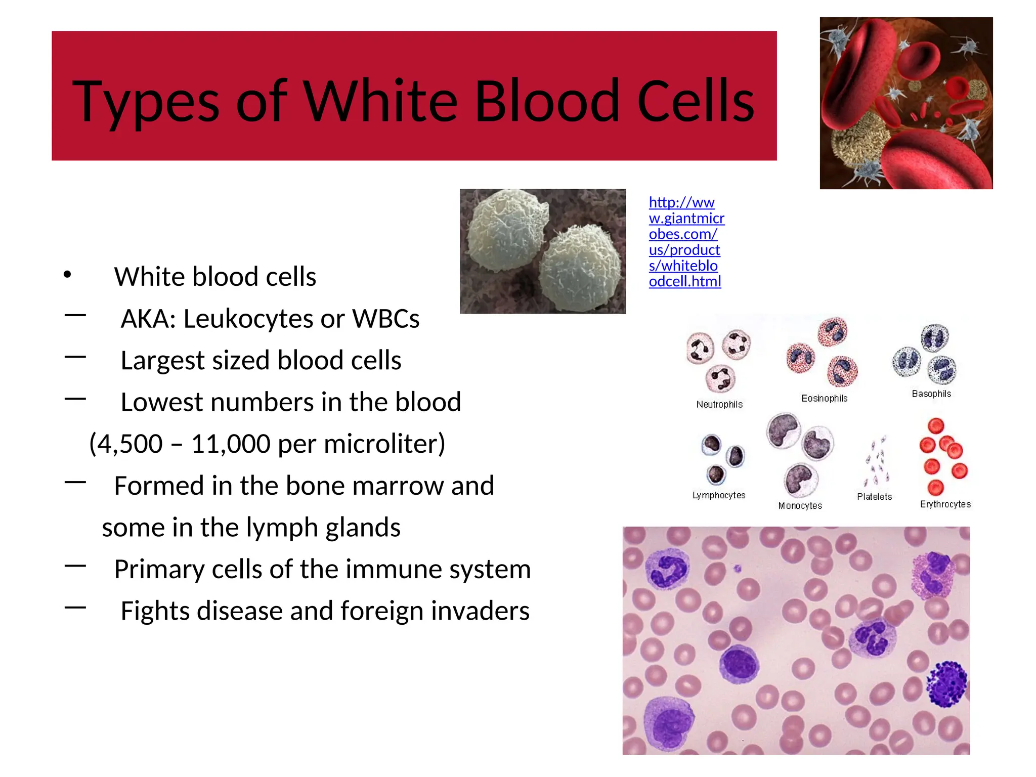 Normal human Blood Cell Morphology.ppt