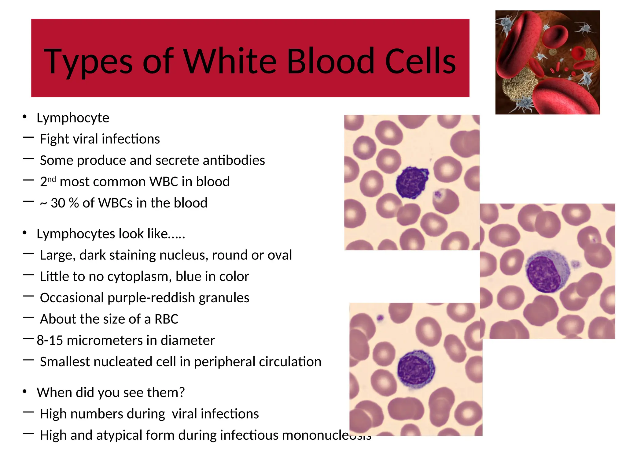 Normal human Blood Cell Morphology.ppt