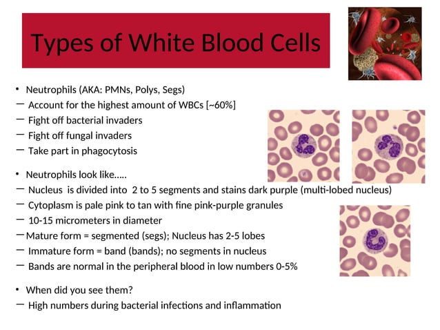 Normal human Blood Cell Morphology.ppt