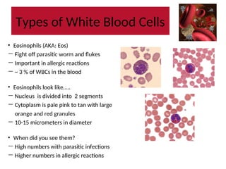 Normal human Blood Cell Morphology.ppt