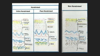 Normal Cells and Tissues | PPT