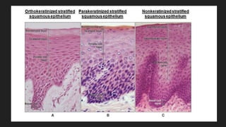 Normal Cells and Tissues | PPT